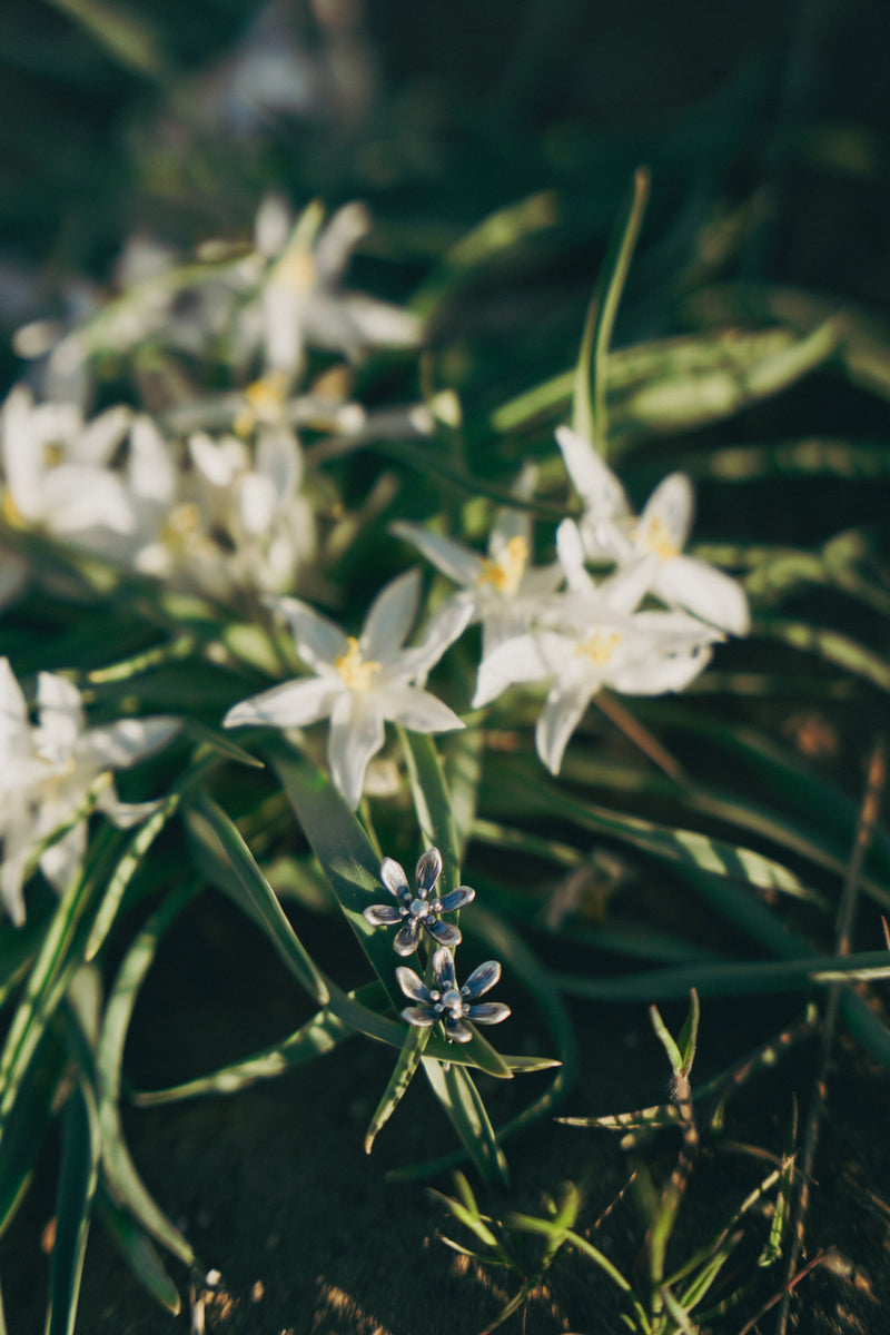 Desert Lily Post Earrings – The Noisy Plume